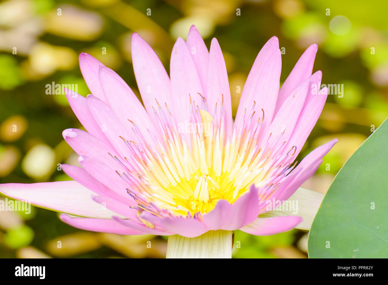 Lotus in many colors and beautiful in ponds Stock Photo - Alamy