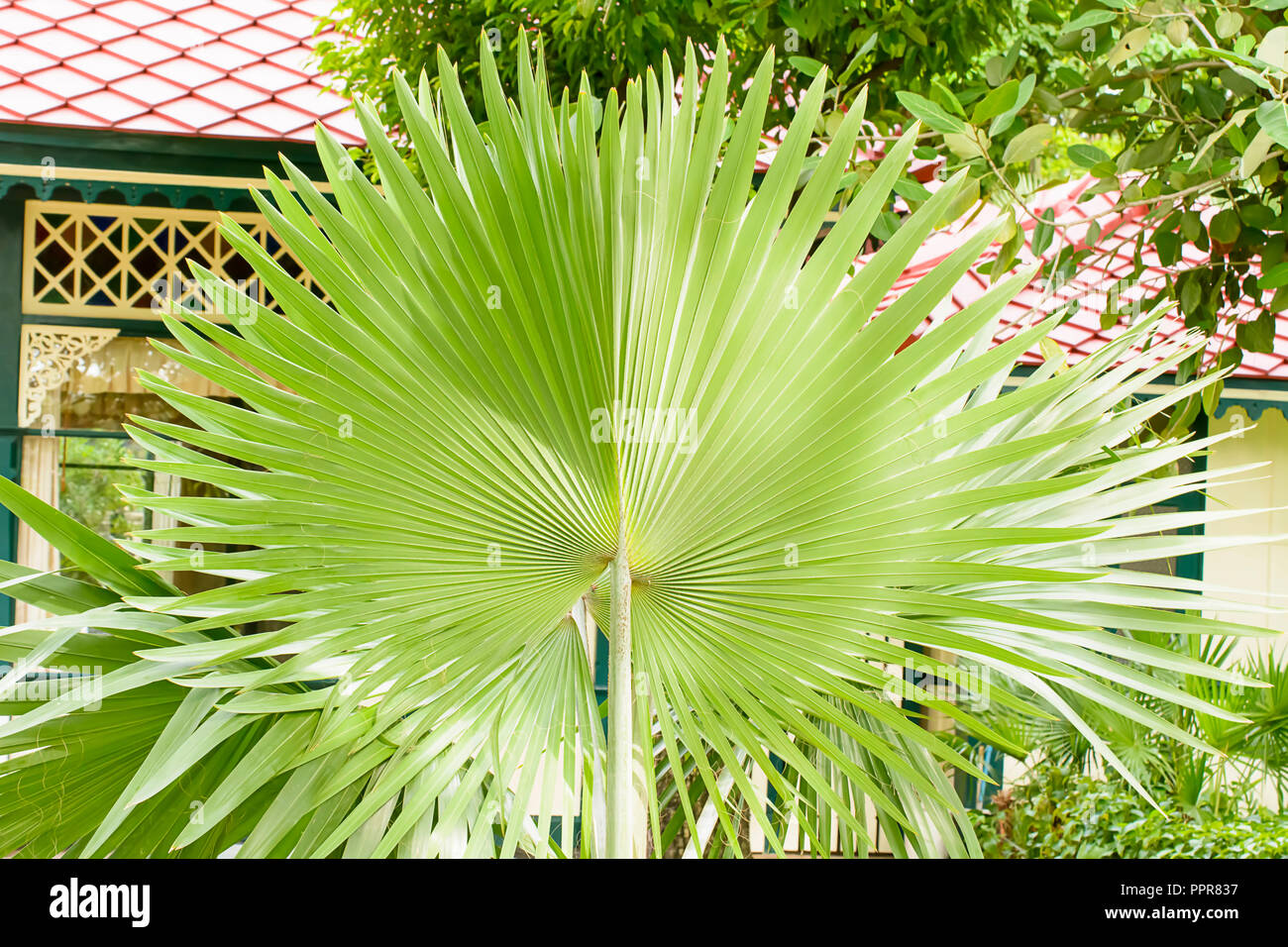 Areca catechu is a species of palm which grows in much of the tropical ...