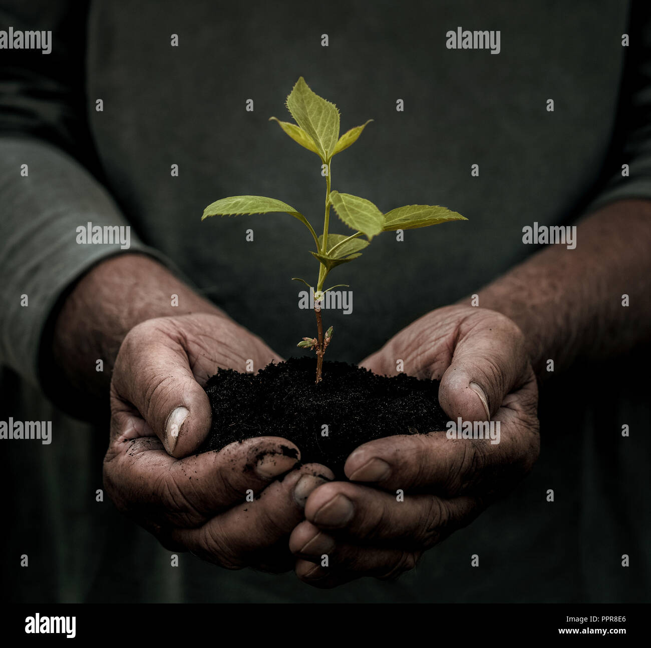 Growth hand hi-res stock photography and images - Alamy