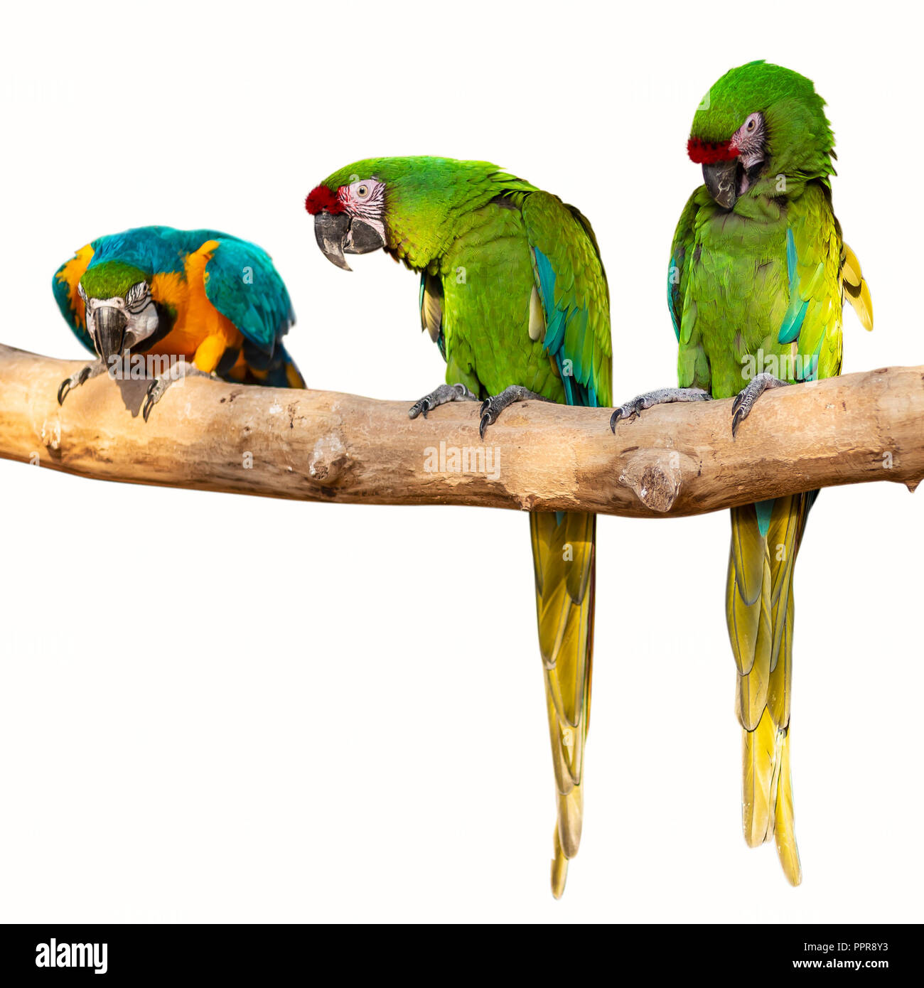Isolated Parrots - Ara ararauna on tree Stock Photo - Alamy