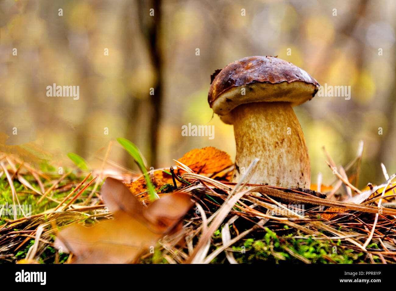Edible mushroom boletus edulis in forest with blurred background Stock ...