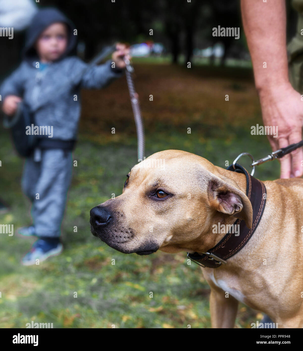 American pit bulls and a small child in the park, the concept of dogs ...
