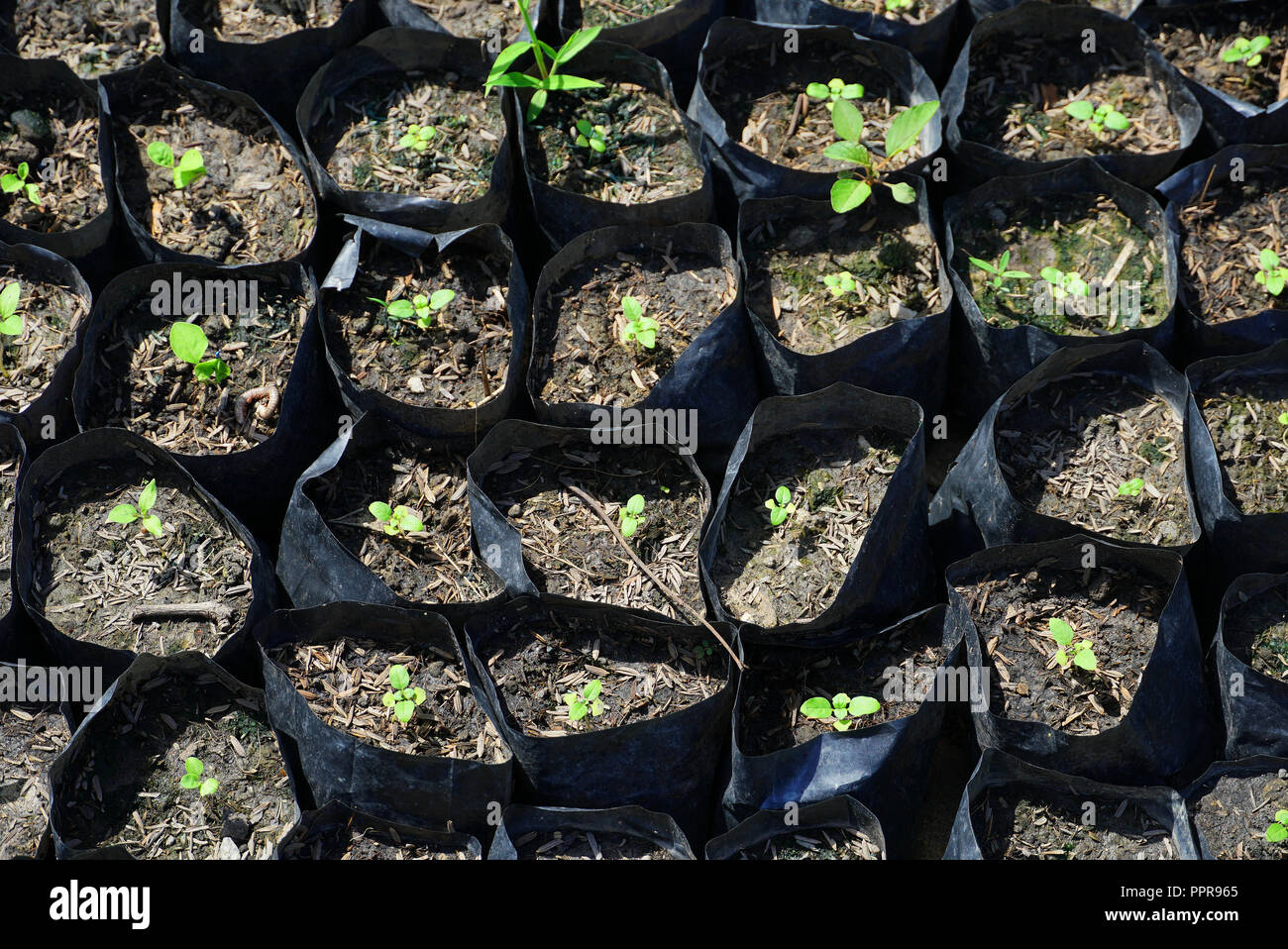 Seeding tree in the farm Stock Photo - Alamy