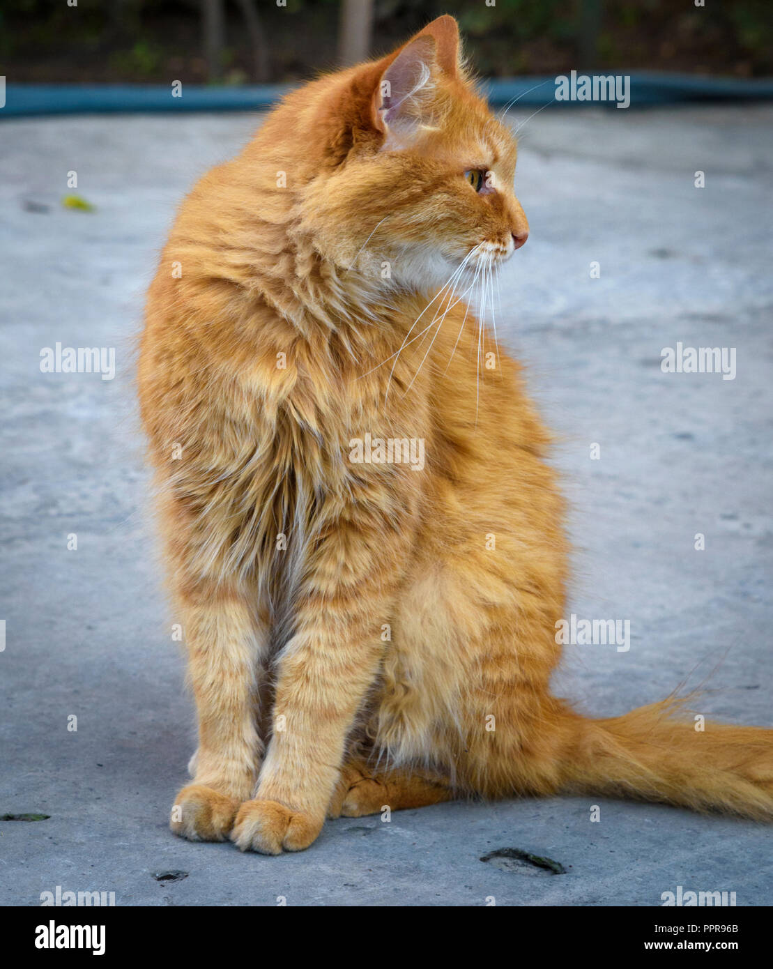 Fluffy cat face looking away hi-res stock photography and images - Alamy