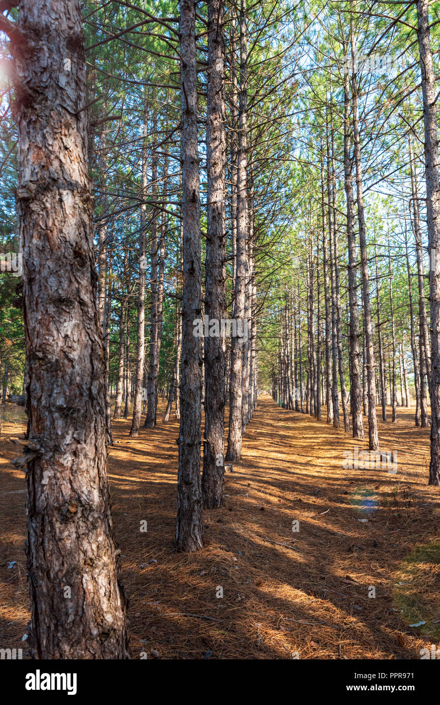 Rows of pines hi-res stock photography and images - Alamy
