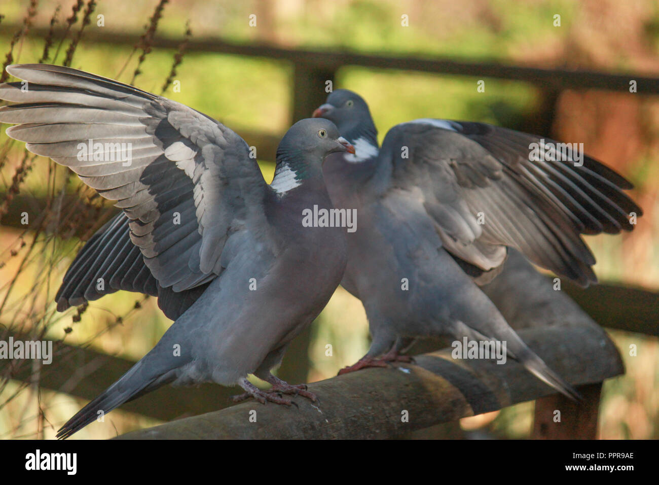 two pigeons say on a fence, flapping their wings Stock Photo - Alamy