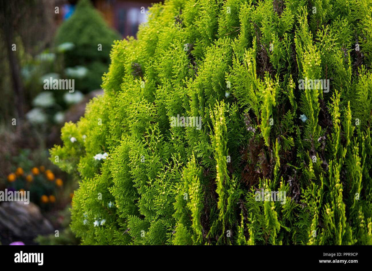 Thuja Trees High Resolution Stock Photography and Images - Alamy