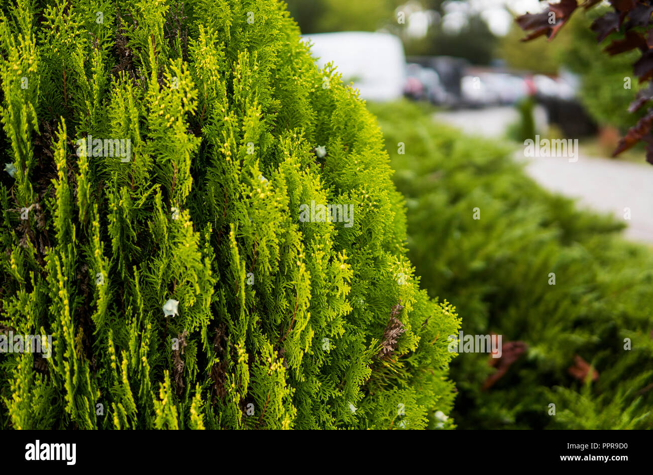 Green hedge of thuja trees. Green hedge of the tui tree. Nature ...