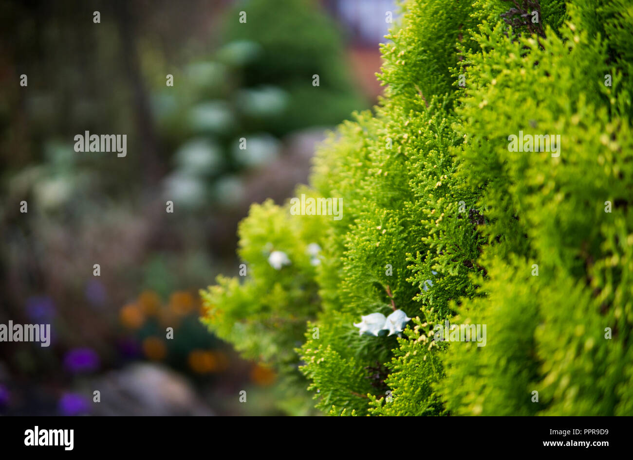Green hedge of thuja trees. Green hedge of the tui tree. Nature ...