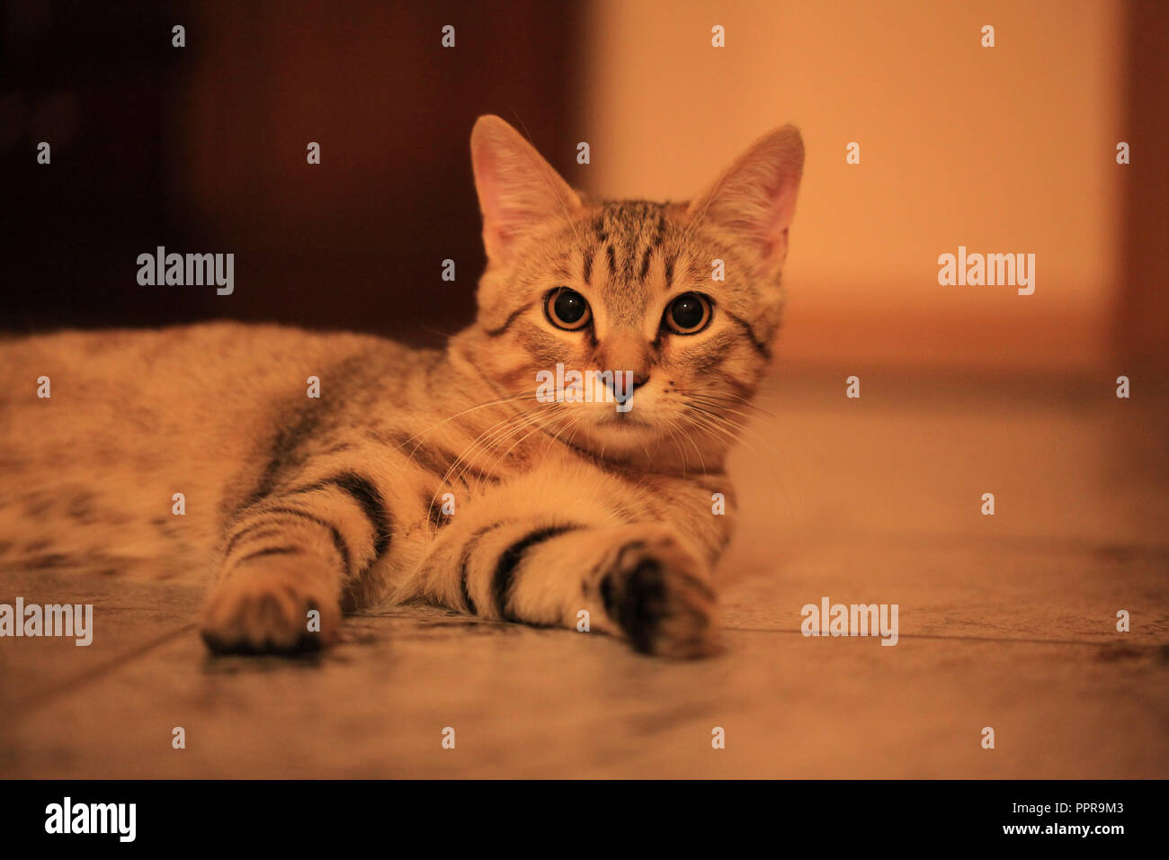 My cat Mr. Puccini Stock Photo - Alamy