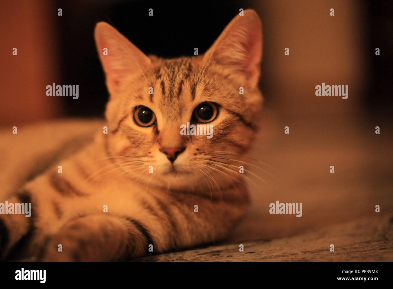 My cat Mr. Puccini Stock Photo - Alamy