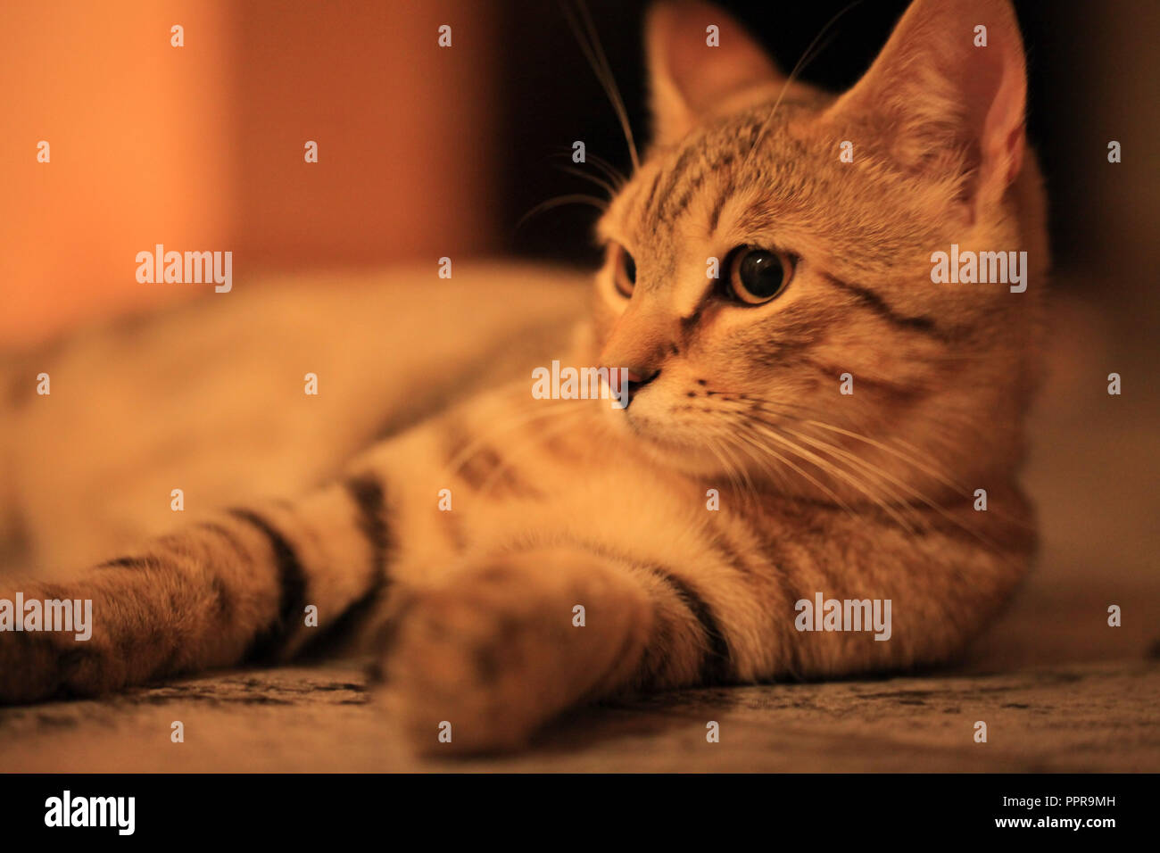 Mr puccini hi-res stock photography and images - Alamy