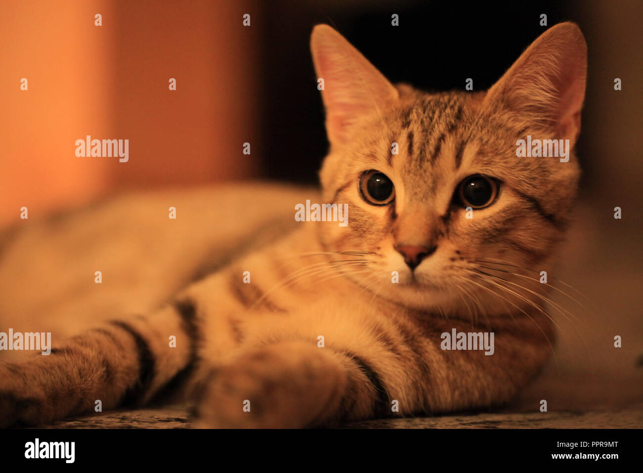 Big katze hi-res stock photography and images - Alamy