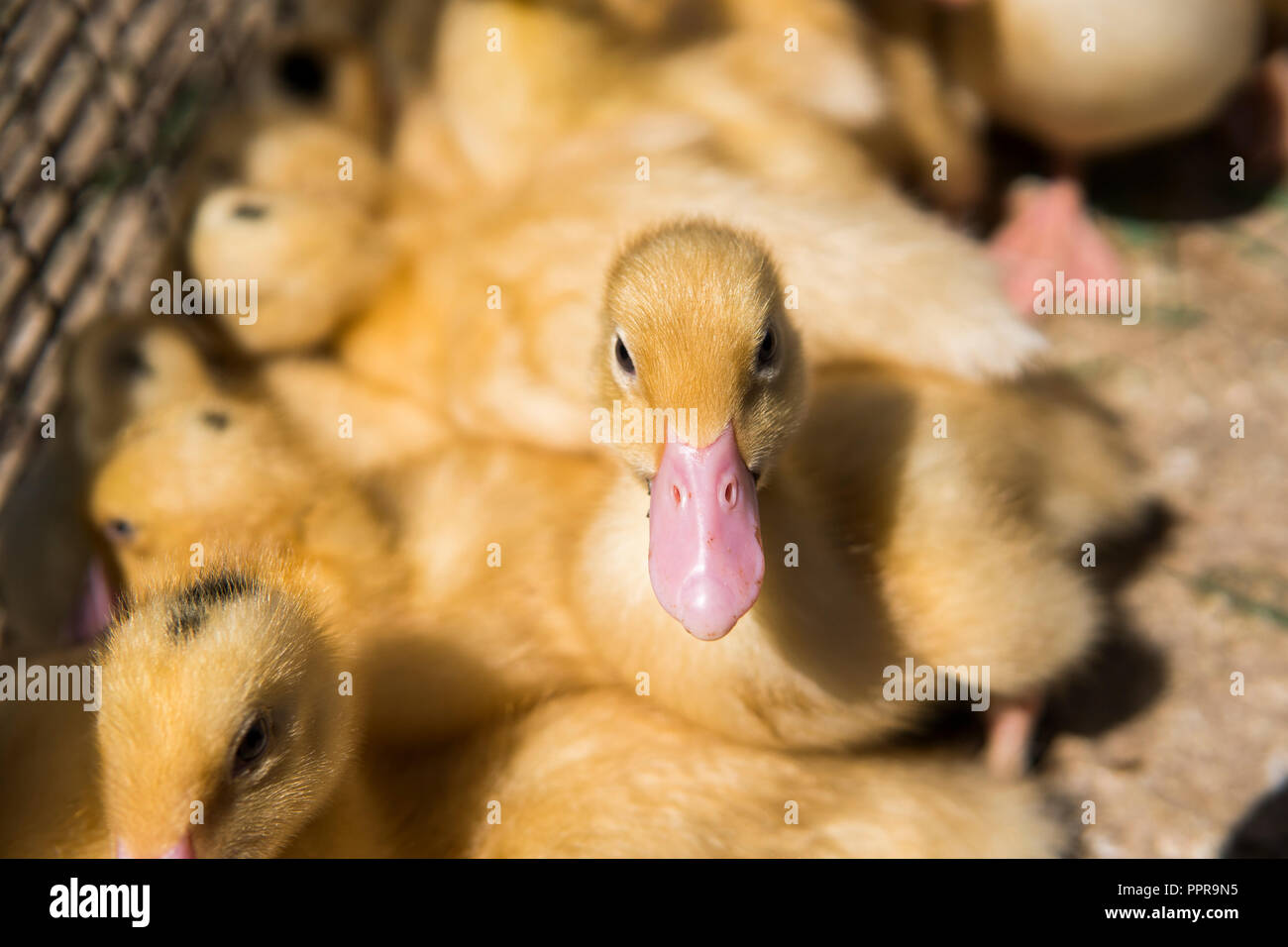 Full Grown Yellow Duck