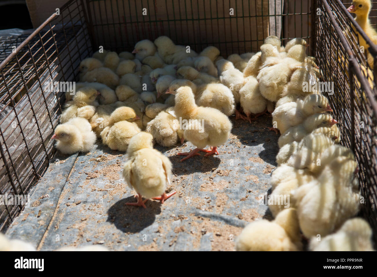 Baby chicken, small and very beautiful yellow chicks are placed in ...