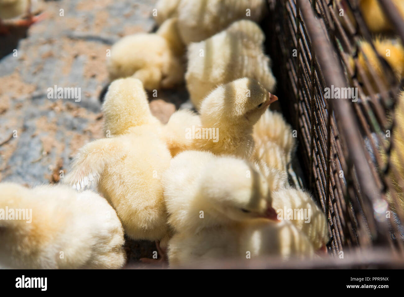Baby chicken, small and very beautiful yellow chicks are placed in ...