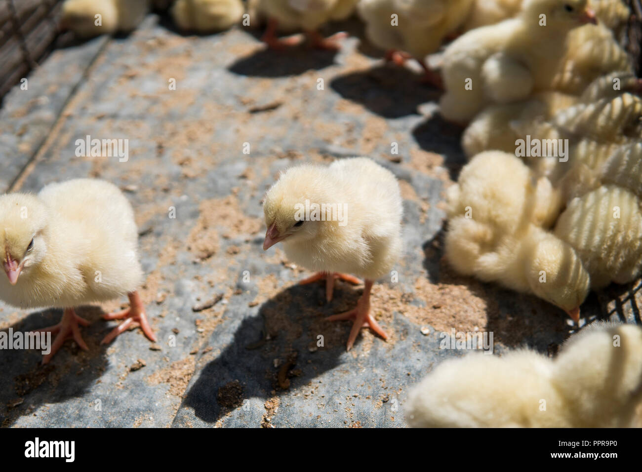Baby chicken, small and very beautiful yellow chicks are placed in ...