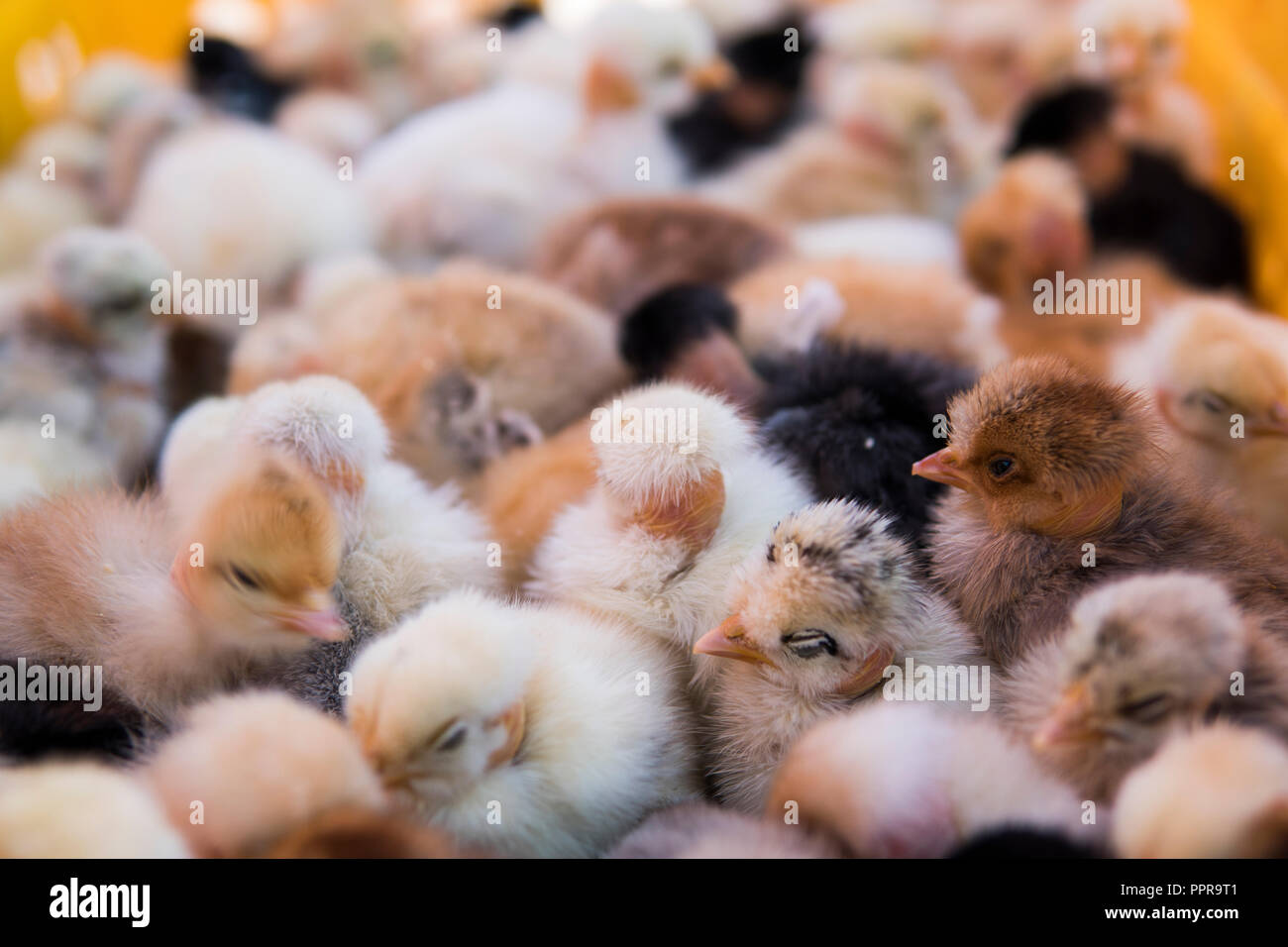 Baby chickens box hi-res stock photography and images - Alamy