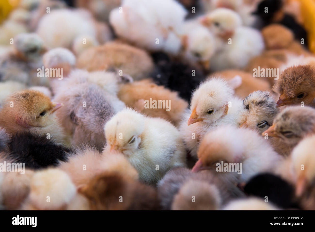 Beautiful Baby Chickens