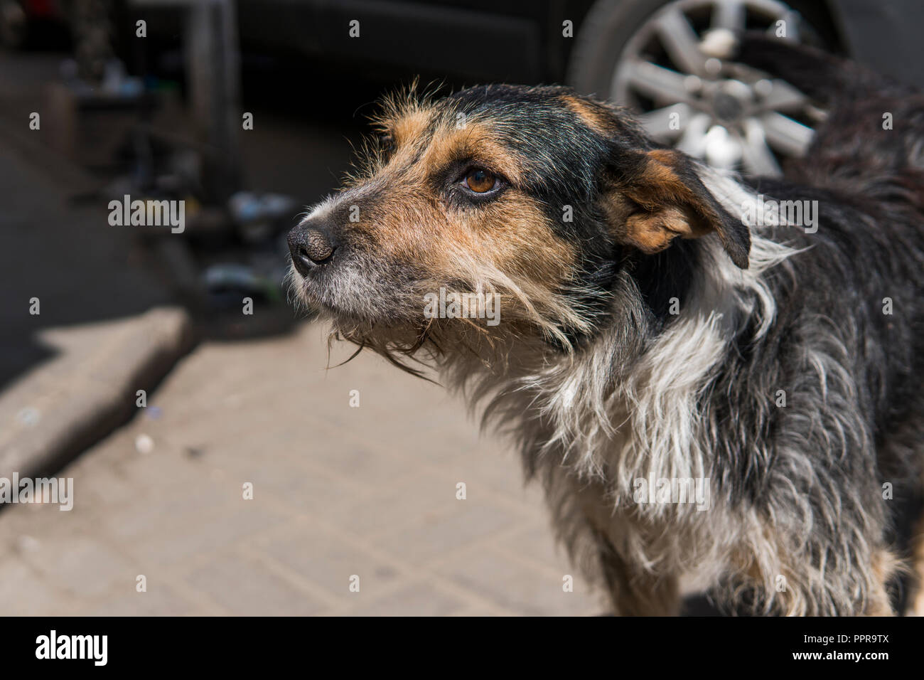 Brown tired stray dog hi-res stock photography and images - Alamy