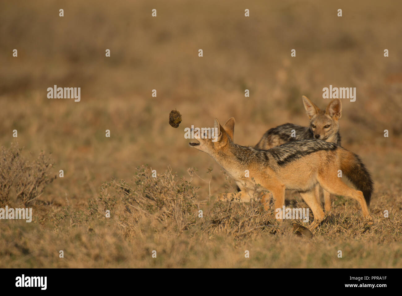 Jackels hi-res stock photography and images - Alamy