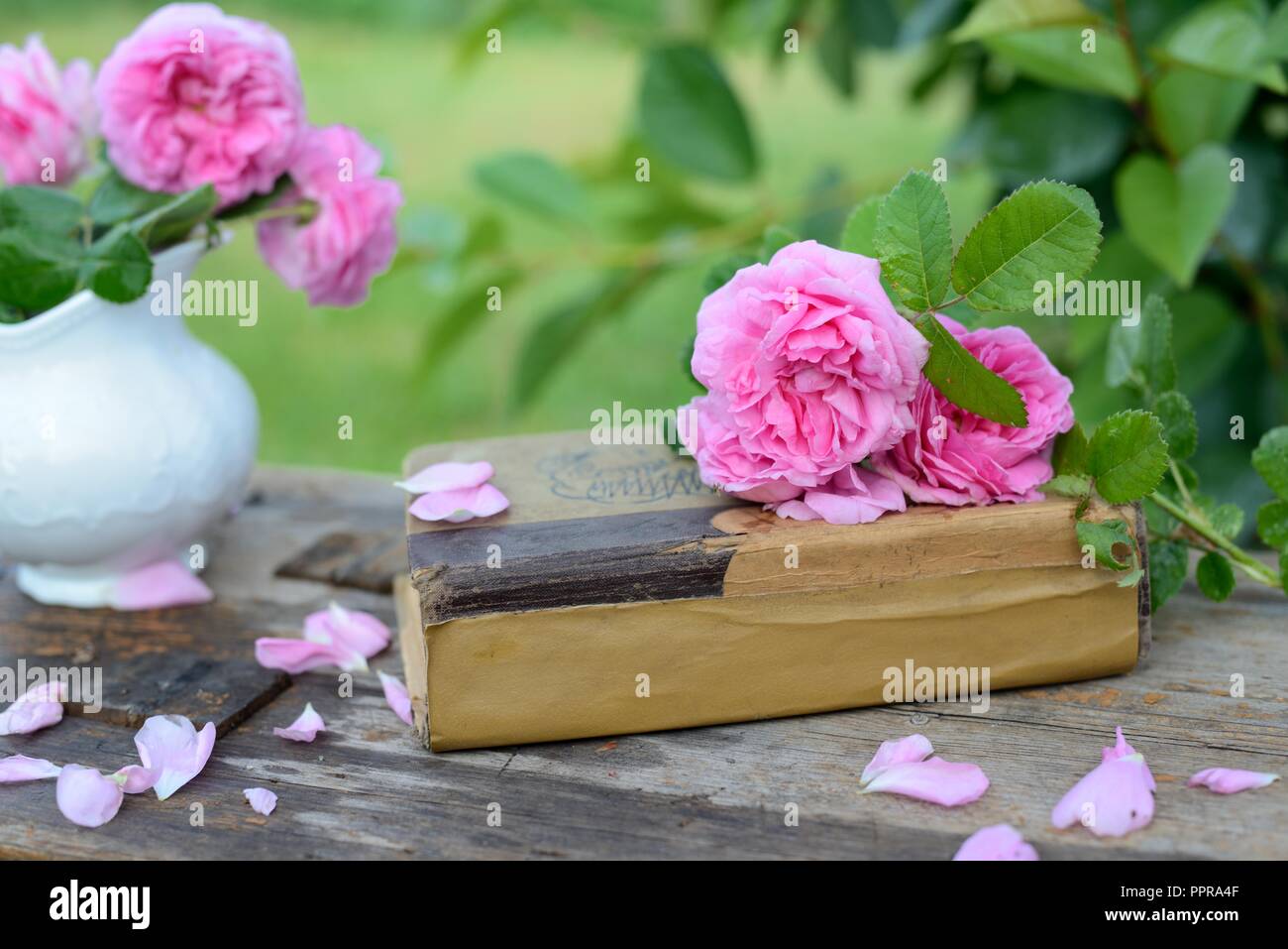 Book rose roses hi-res stock photography and images - Alamy