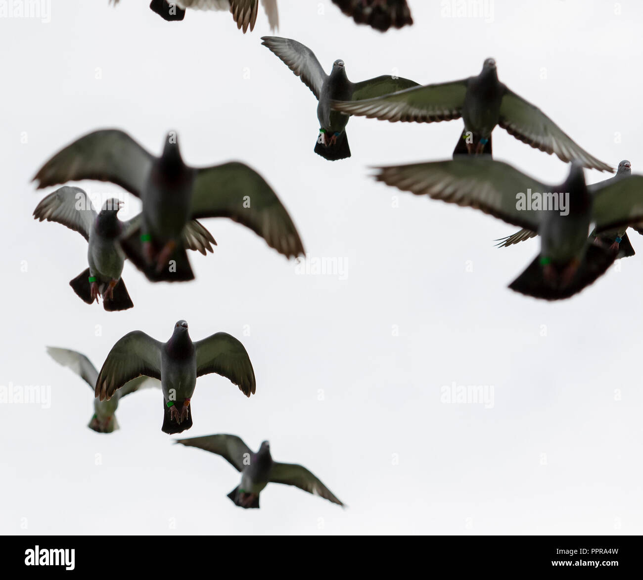flock of flying speed racing pigeon bird against white sky Stock Photo ...