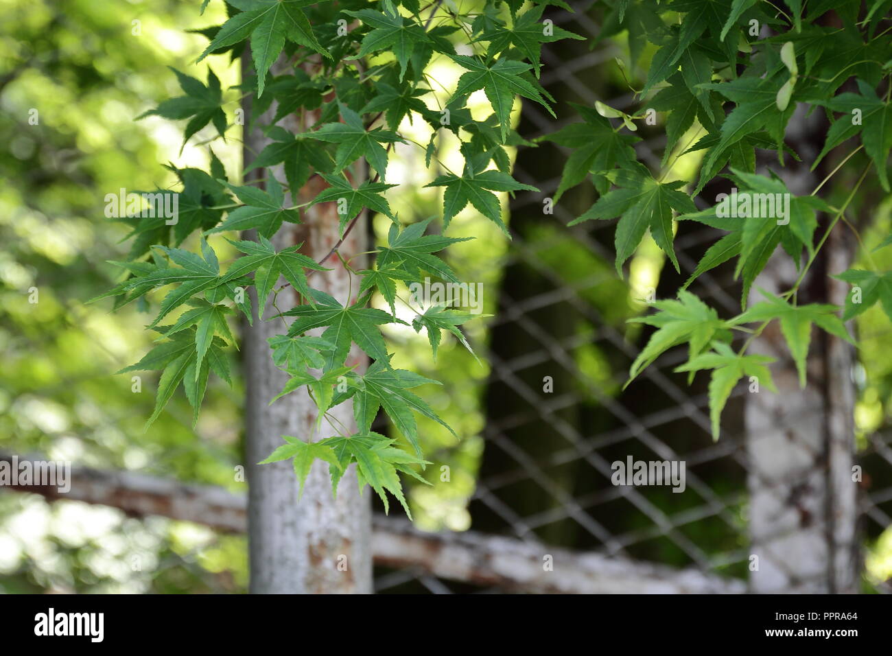 Maple tree tourism season hi-res stock photography and images - Alamy