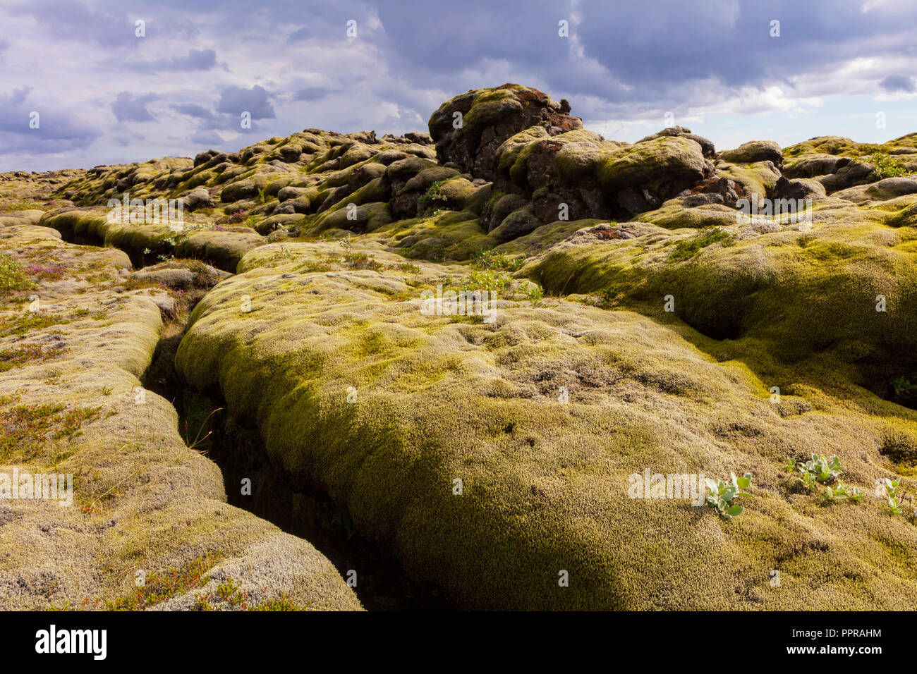 A cloudy sky and the ancient lava field, covered with moss near Vik ...