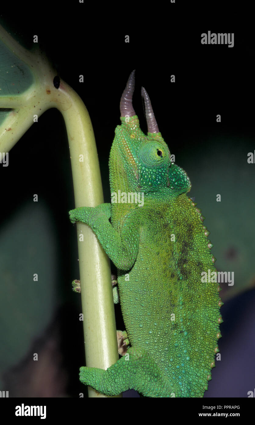 Jacksons Chameleon Chamaeleo Jacksonii High Resolution Stock ...