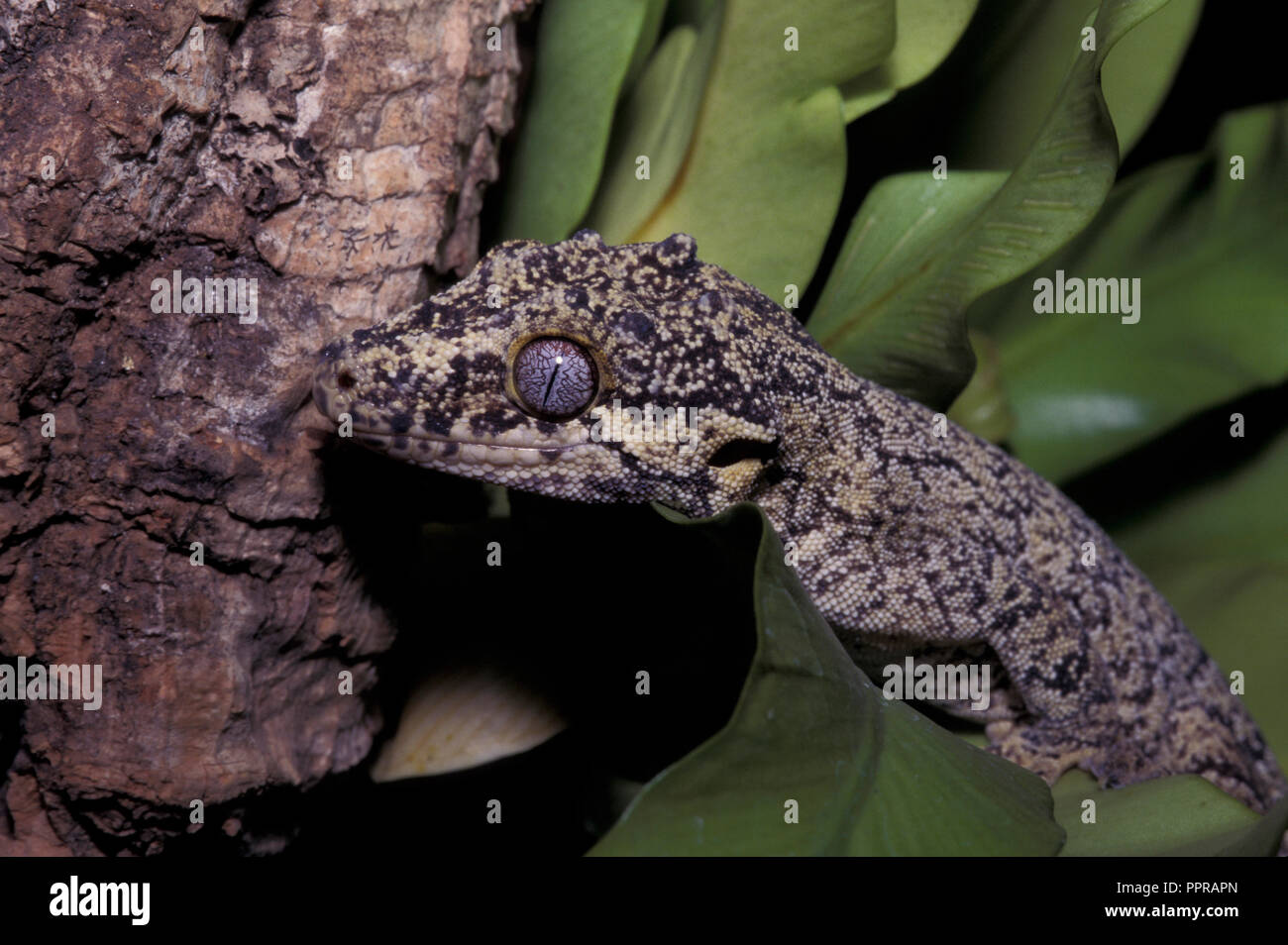 Gargoyle Gecko Stock Photos & Gargoyle Gecko Stock Images - Alamy