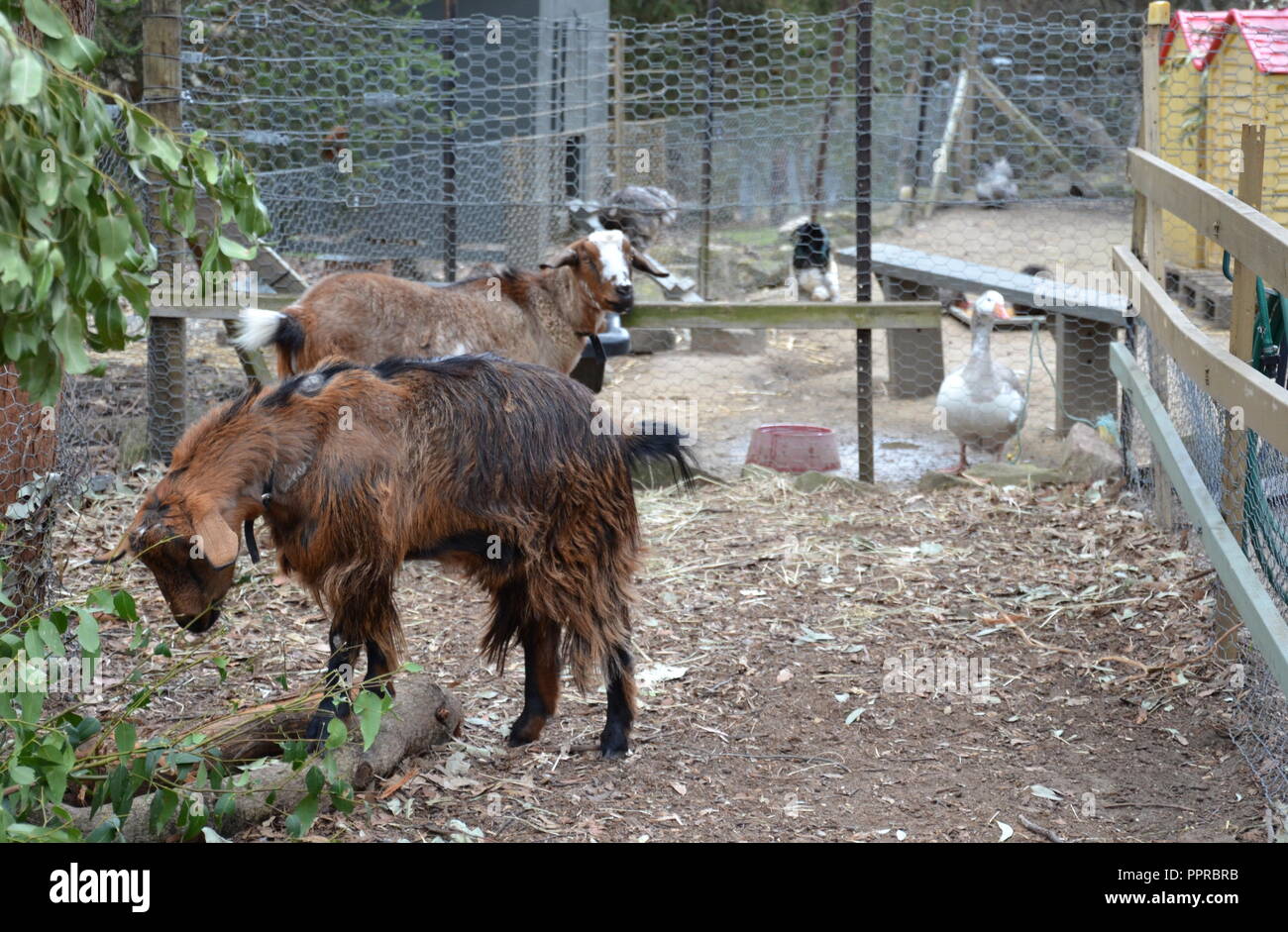 Brown goats eating grass, Goat on a pasture. Big white goose behind the ...