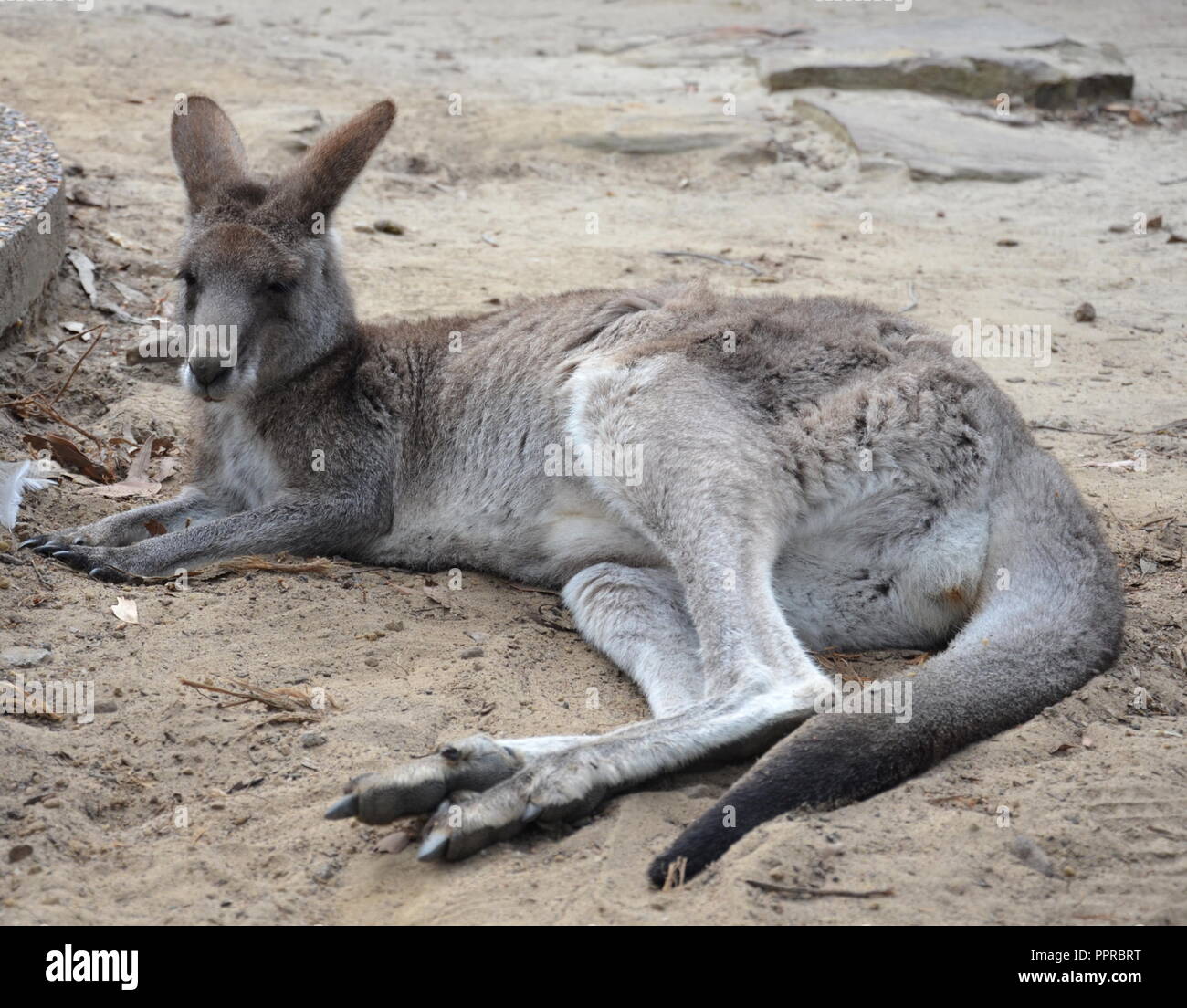 The australian red kangaroo sand hi-res stock photography and images ...