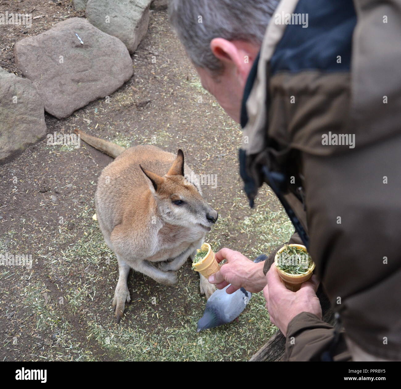 A guy feeding yellow-footed Rock-wallaby with dry grass. The largest of ...