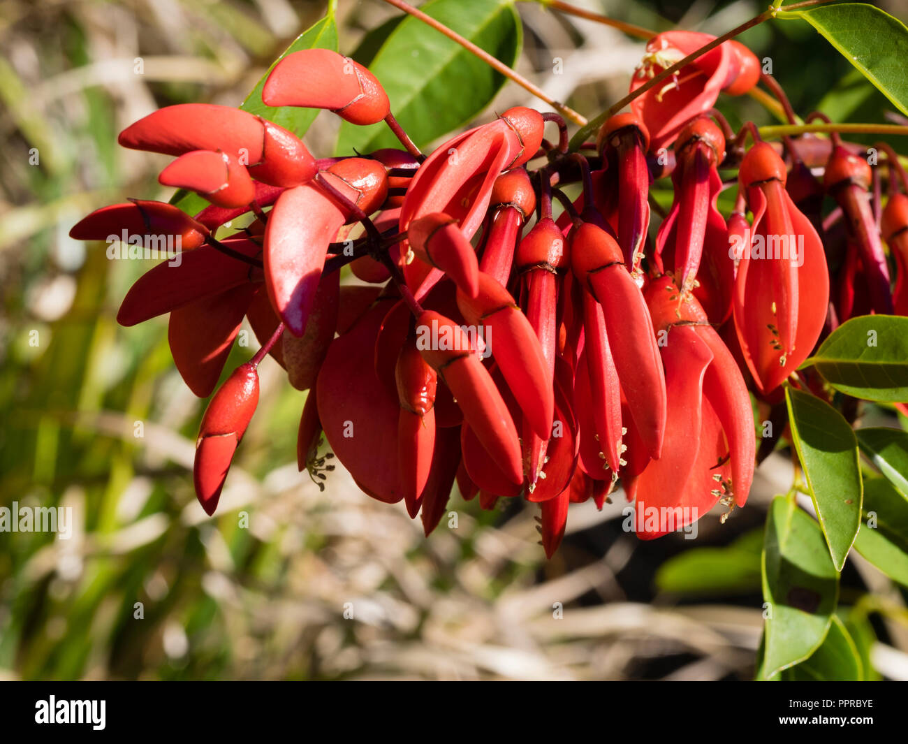 Coral tree hi-res stock photography and images - Alamy