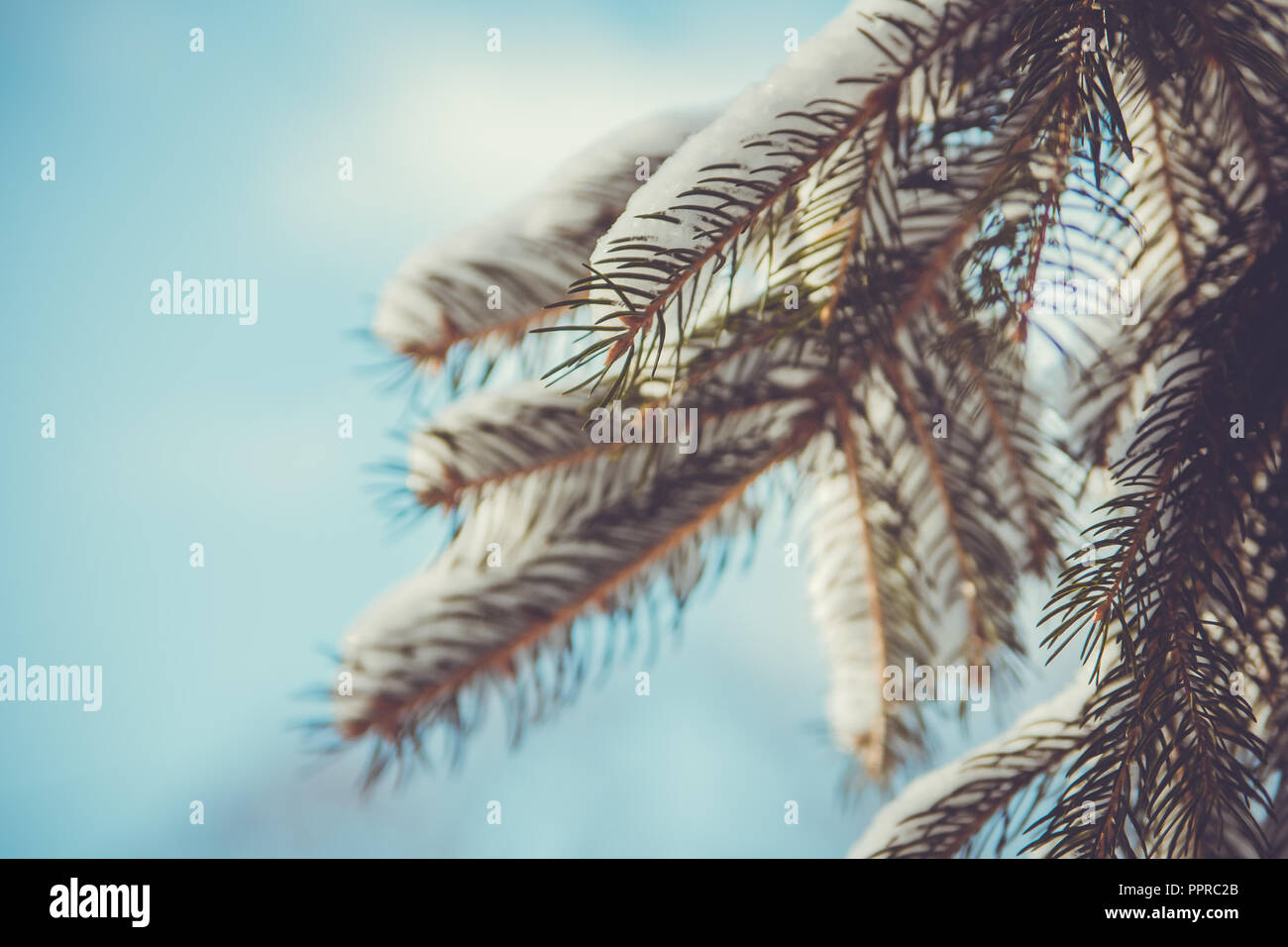 Tree under snow hi-res stock photography and images - Alamy
