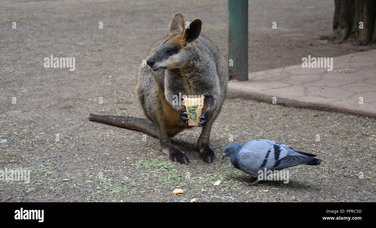 Yellow-footed Rock-wallabies are with brown and yellow rings on their ...
