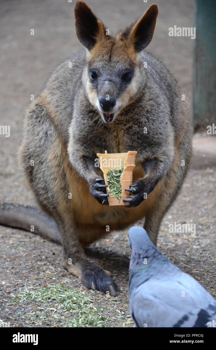 Yellow-footed Rock-wallabies are with brown and yellow rings on their ...