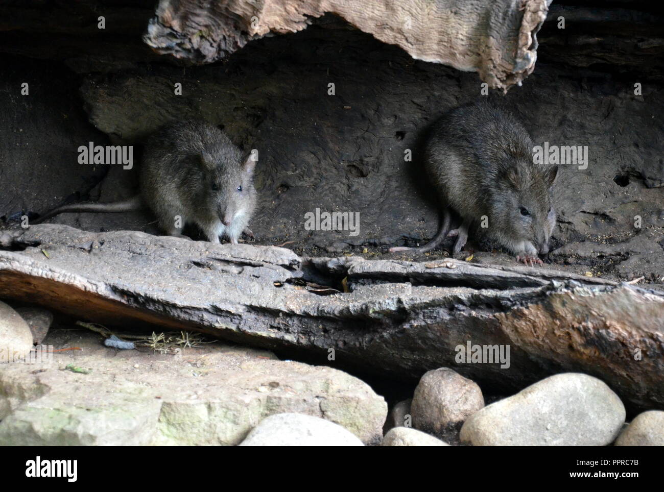 The long-nosed potoroo bandicoot (Potorous tridactylus) is a species of ...