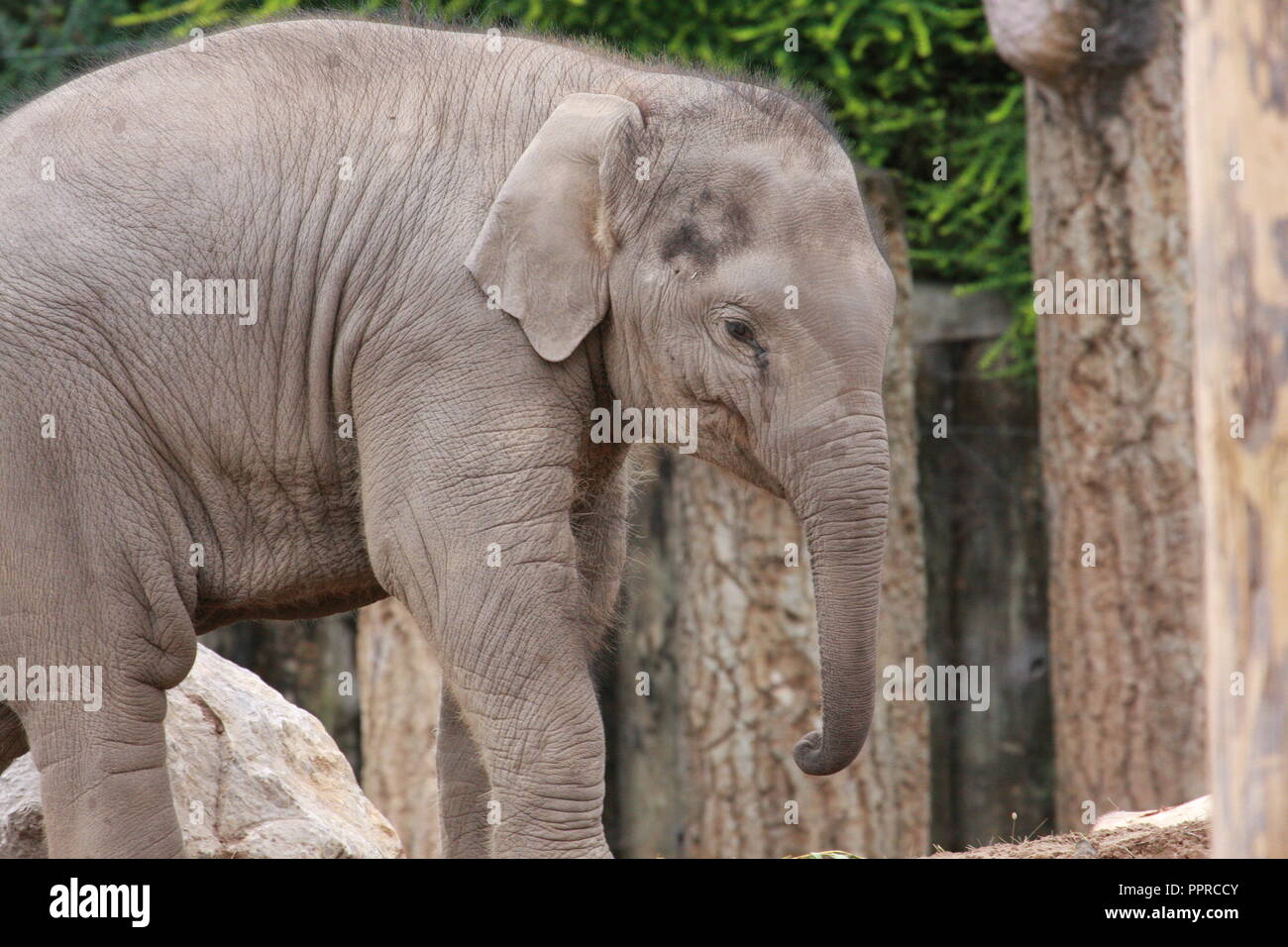 Chester Zoo animals Stock Photo - Alamy
