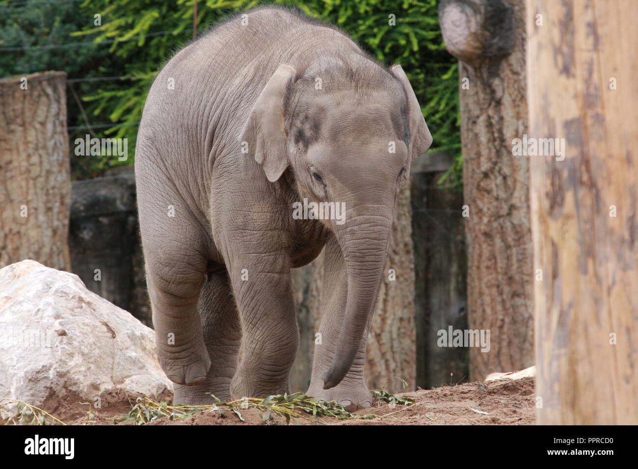 Chester Zoo animals Stock Photo - Alamy