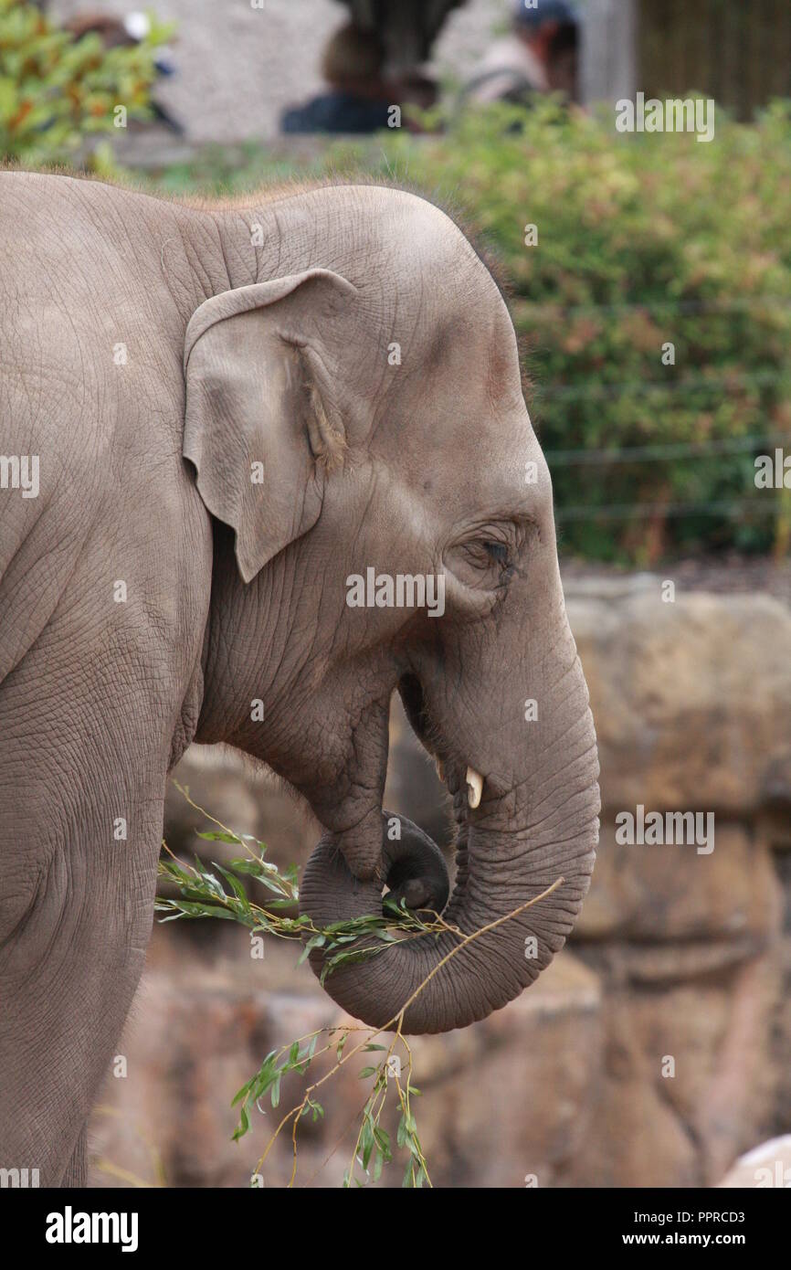 Chester zoo hi-res stock photography and images - Alamy