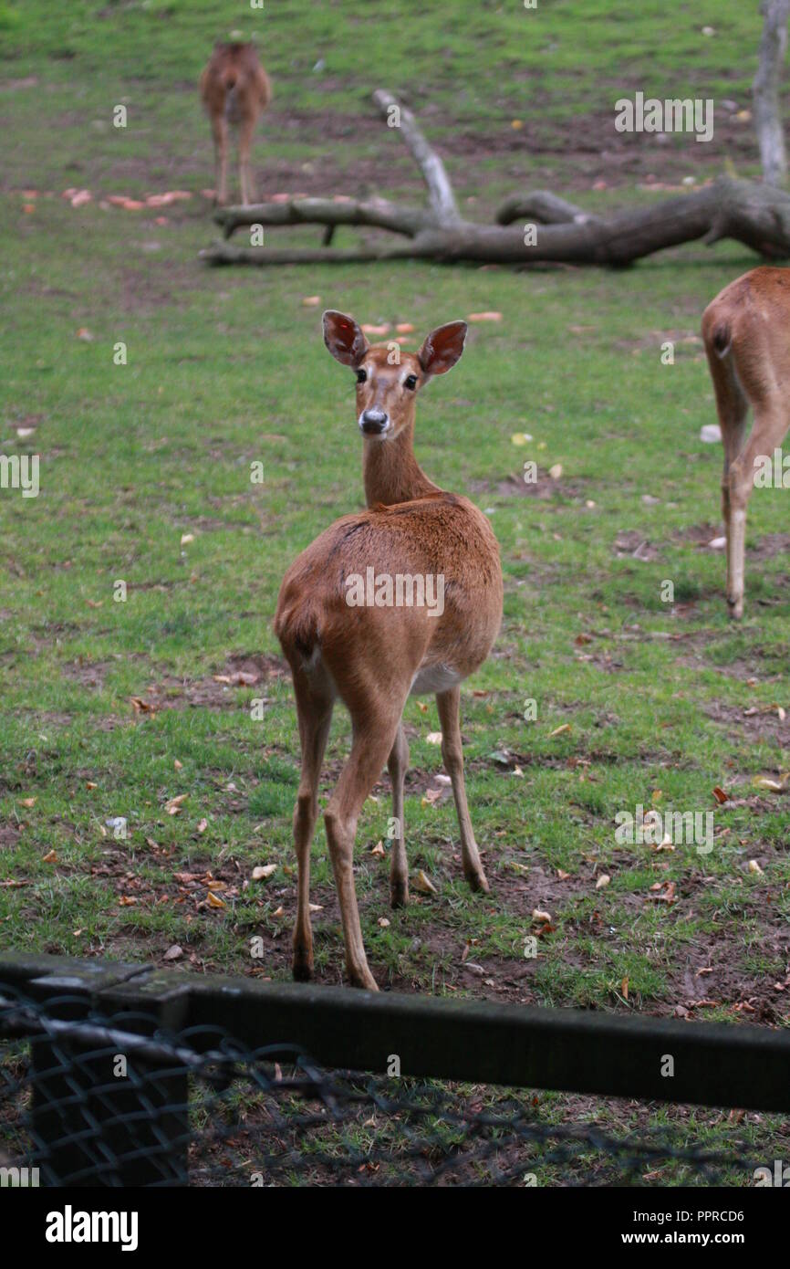 Chester Together High Resolution Stock Photography and Images - Alamy
