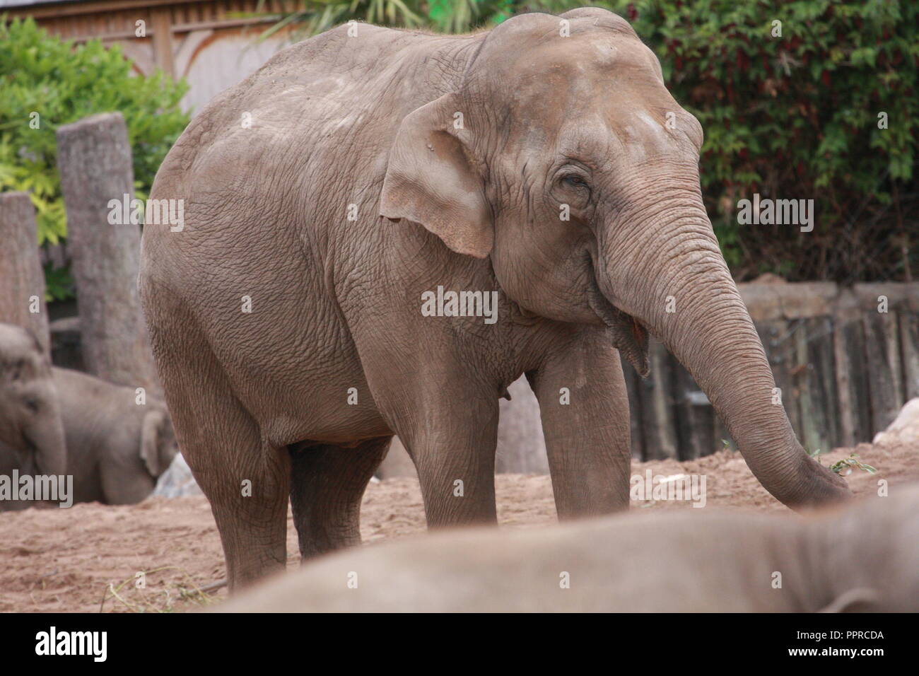 Chester Zoo animals Stock Photo - Alamy