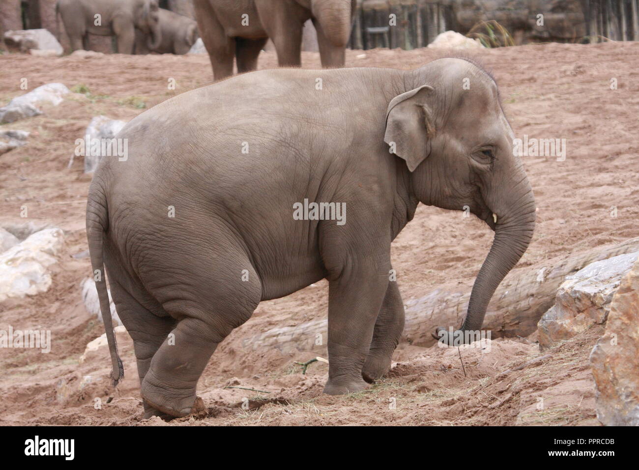 Chester Zoo animals Stock Photo - Alamy