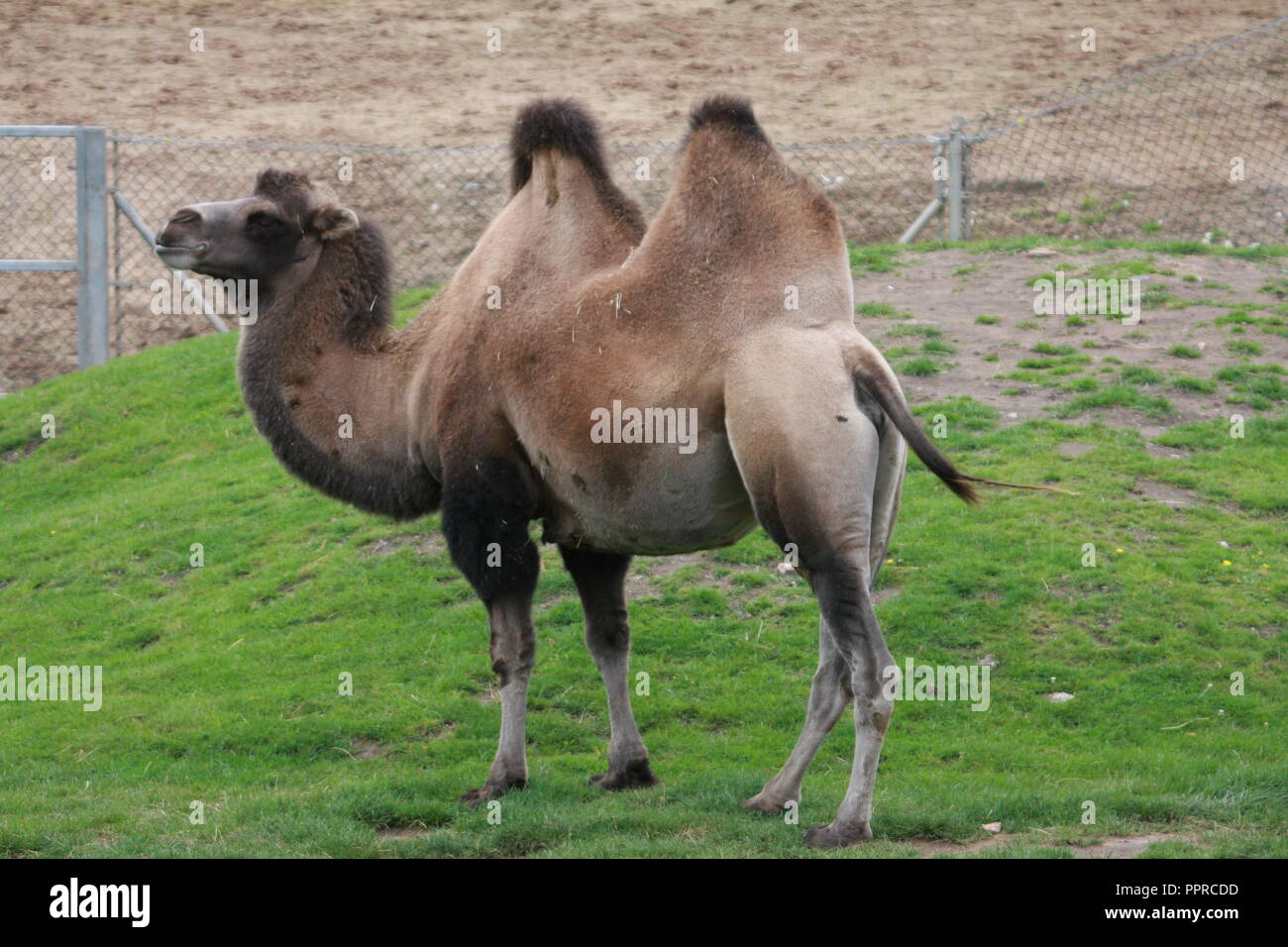 Chester Zoo animals Stock Photo - Alamy