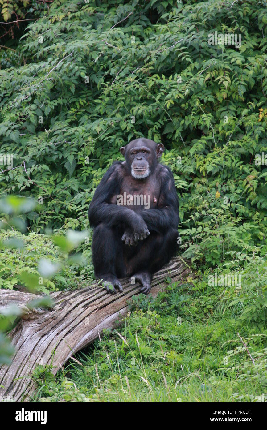 Chester zoo people hi-res stock photography and images - Alamy