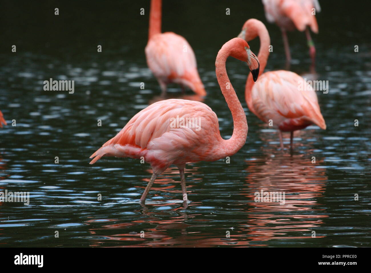 Chester Zoo animals Stock Photo - Alamy