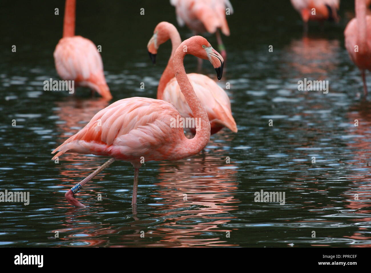 Chester Zoo animals Stock Photo - Alamy