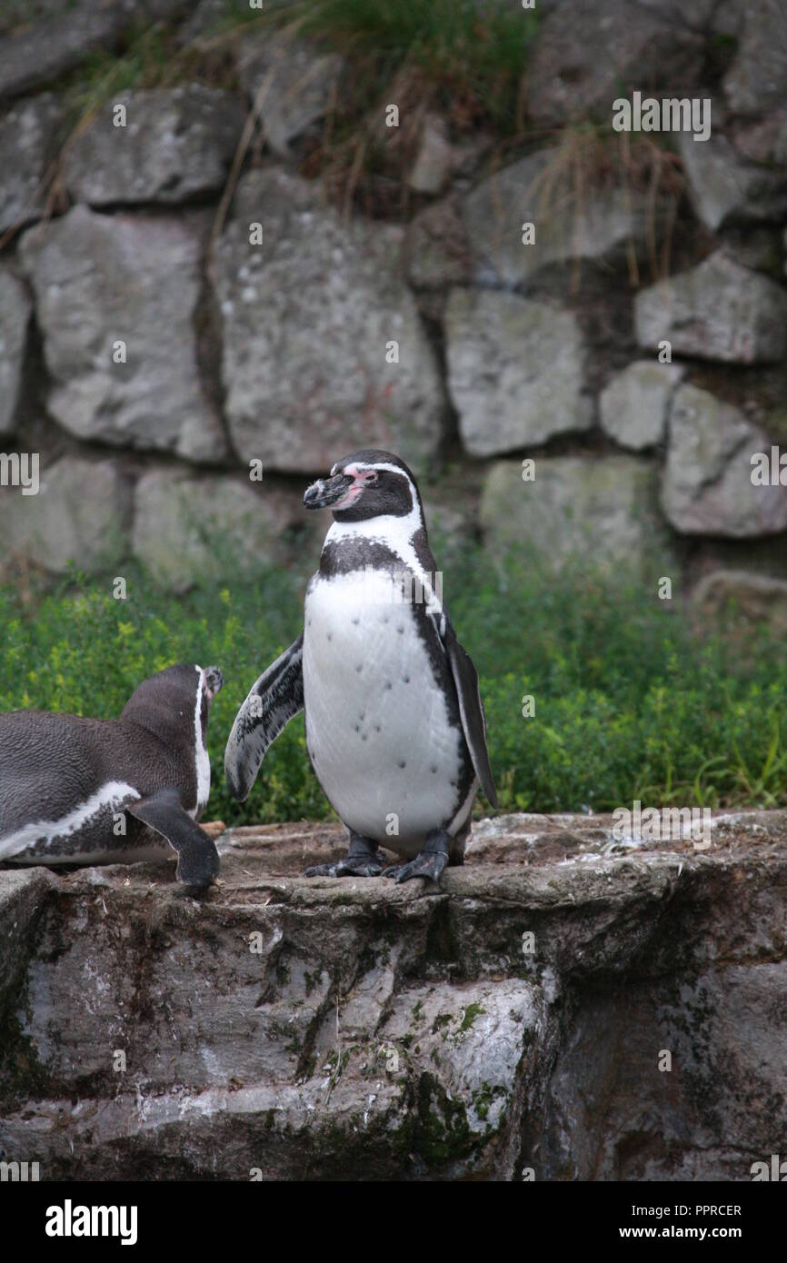 Chester Zoo animals Stock Photo - Alamy